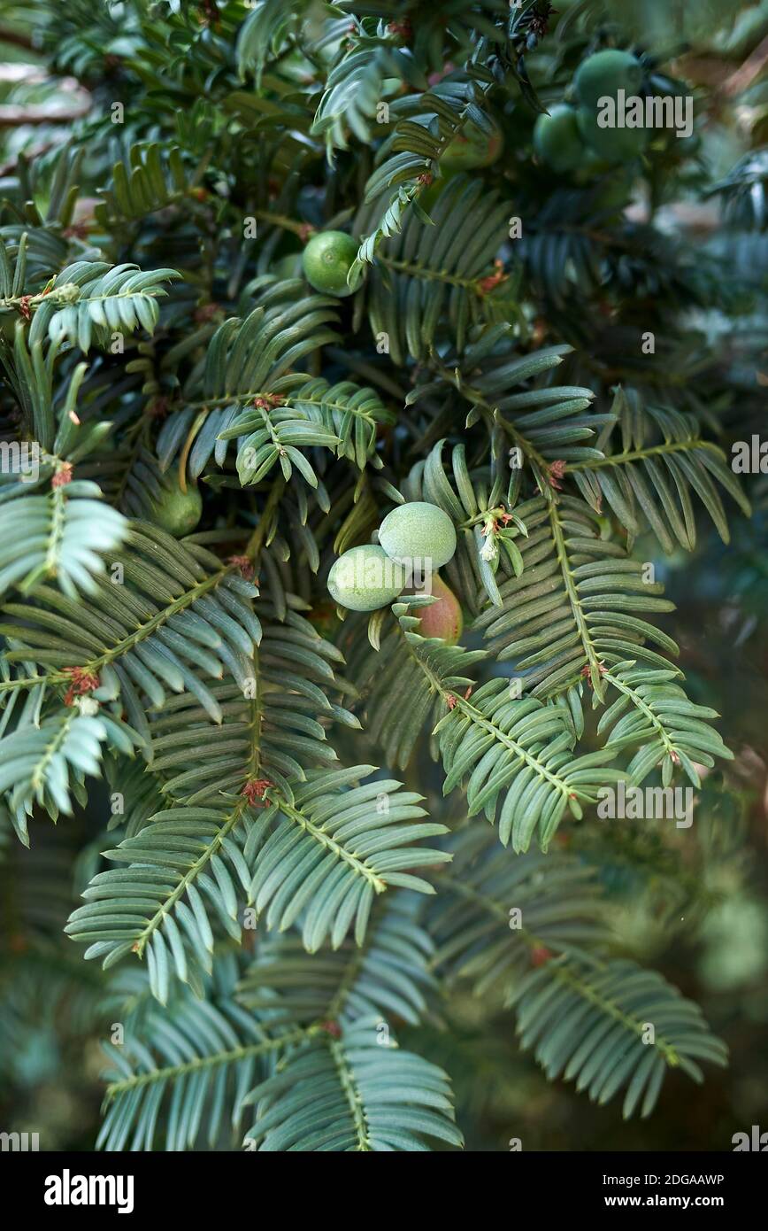 Taxus baccata leaves and seeds Stock Photo - Alamy