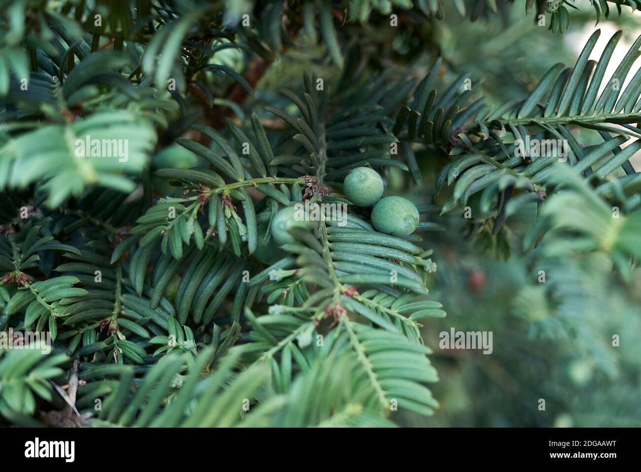 Taxus baccata leaves and seeds Stock Photo - Alamy