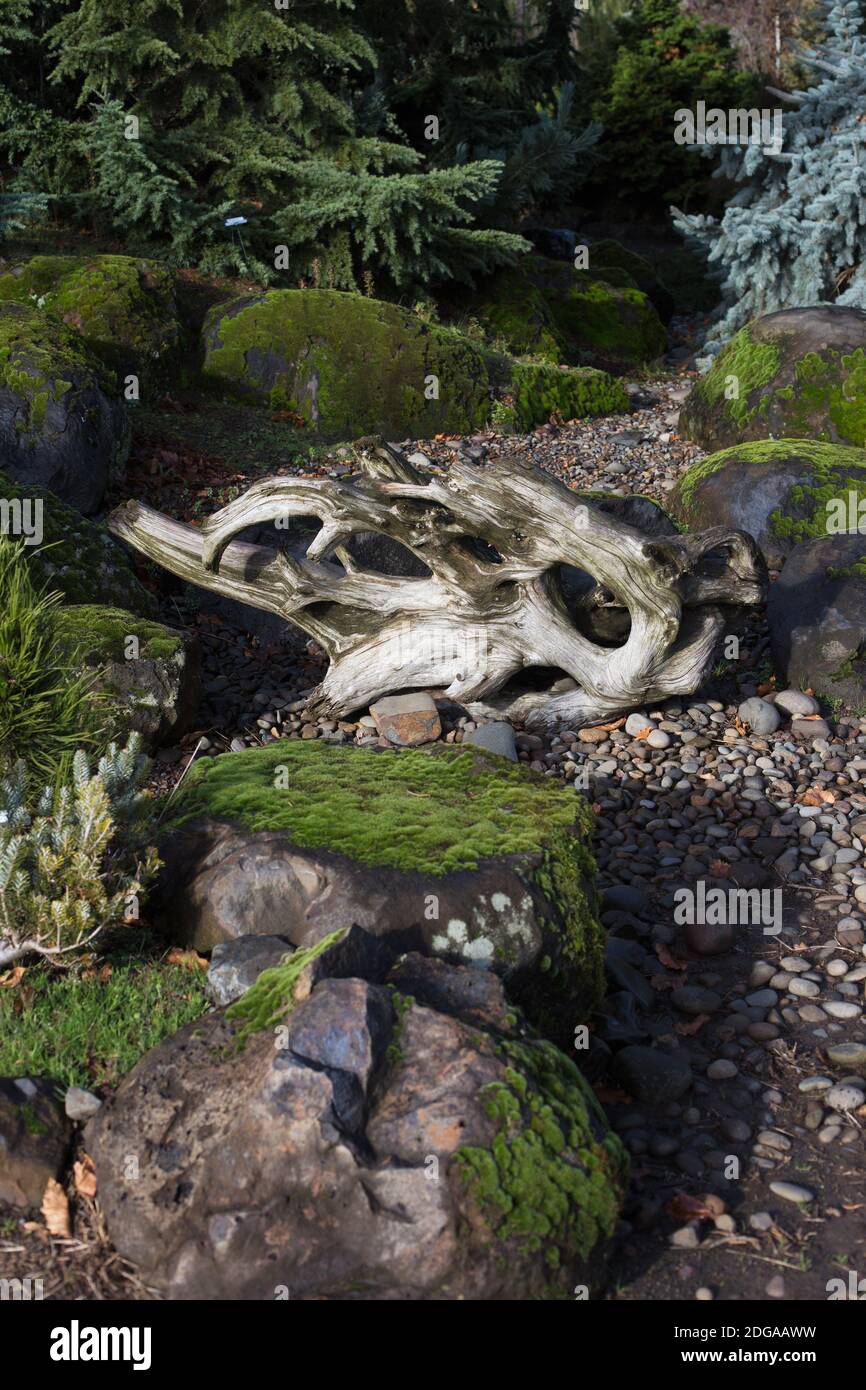 Weathered wood in a garden at the Oregon Garden in Silverton, OR Stock ...