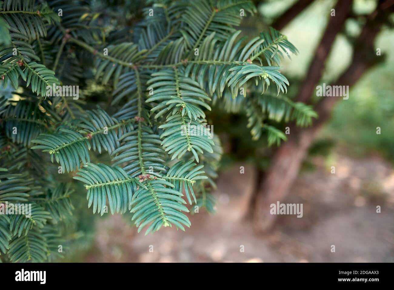 Taxus baccata leaves and seeds Stock Photo - Alamy