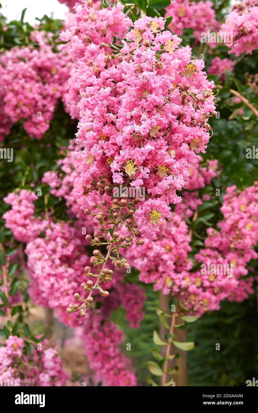 Lagerstroemia indica branch with pink inflorescence Stock Photo - Alamy