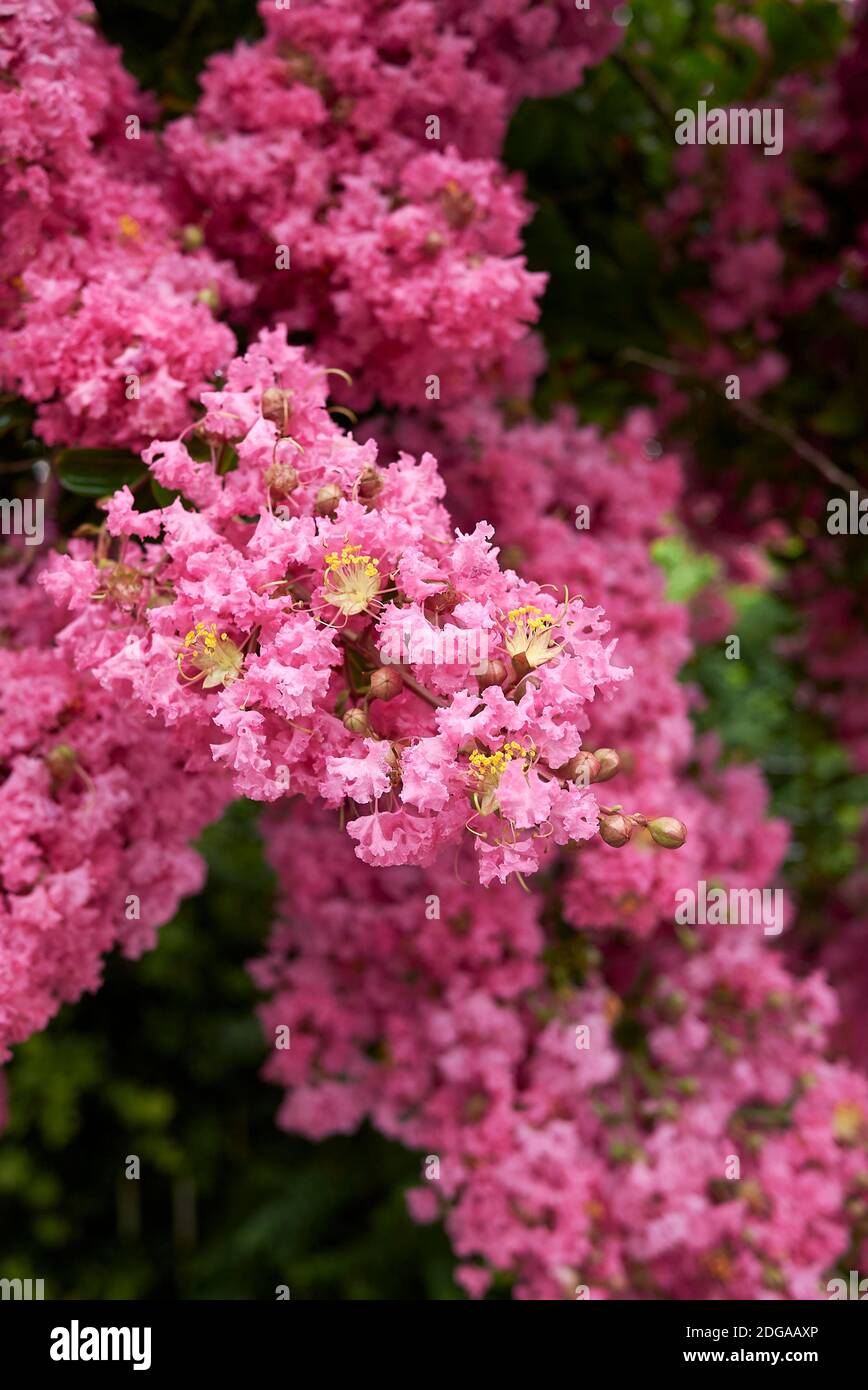 Inflorescence panicle in bud hi-res stock photography and images - Alamy