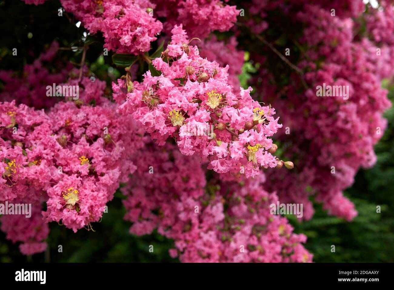 Lagerstroemia indica pink hi-res stock photography and images - Alamy