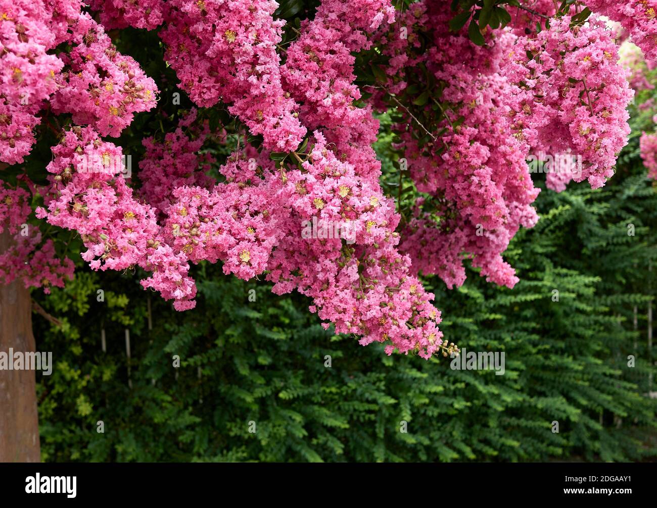 Lagerstroemia indica hi-res stock photography and images - Alamy