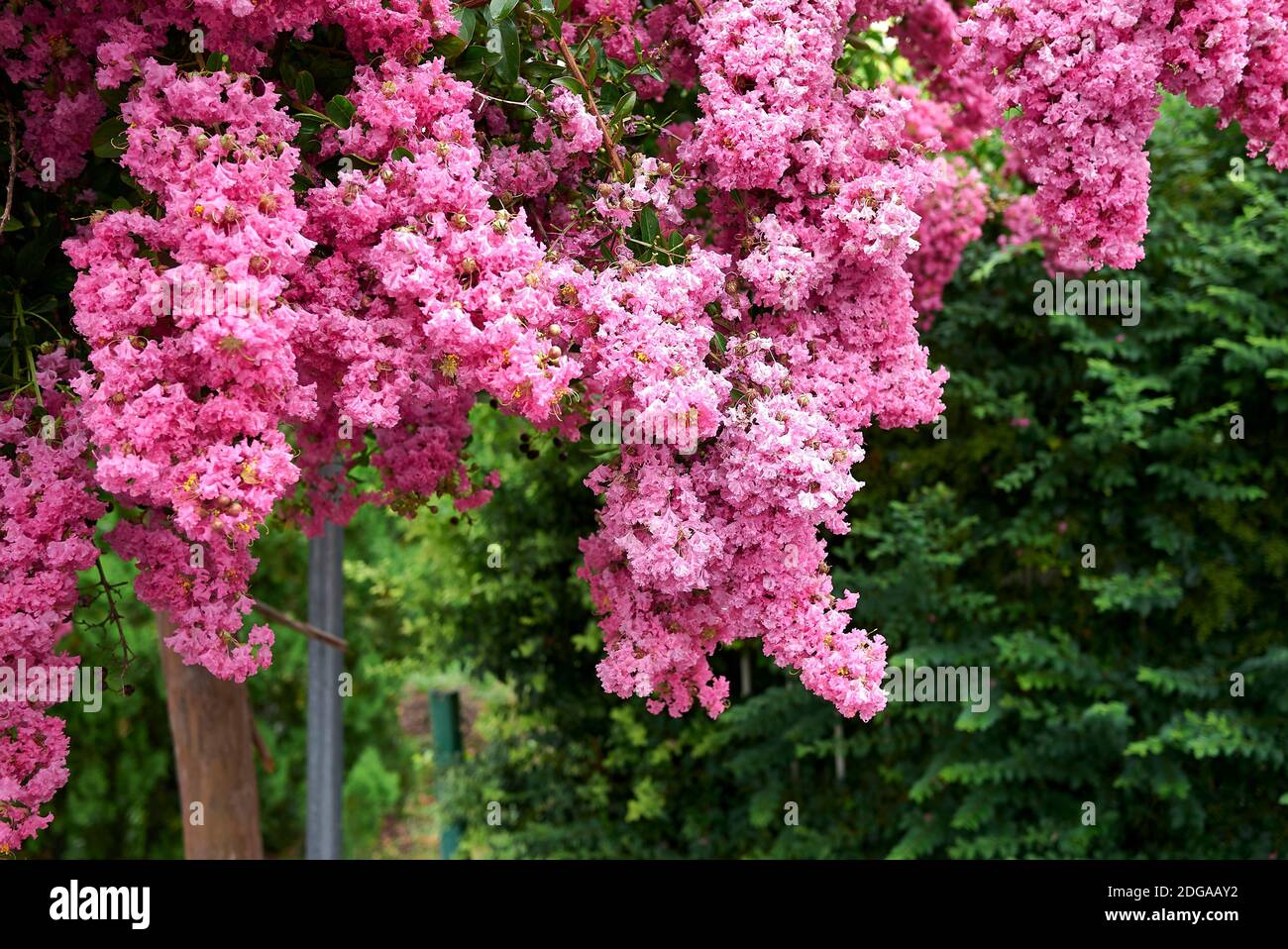 Inflorescence panicle in bud hi-res stock photography and images - Alamy