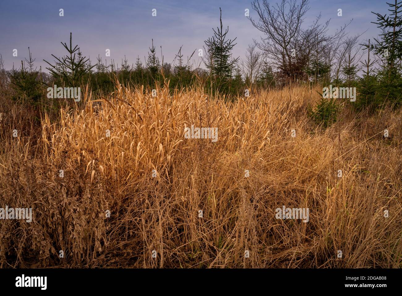 Beautiful tall grass in golden color. Photo from Eslov, Scania county ...