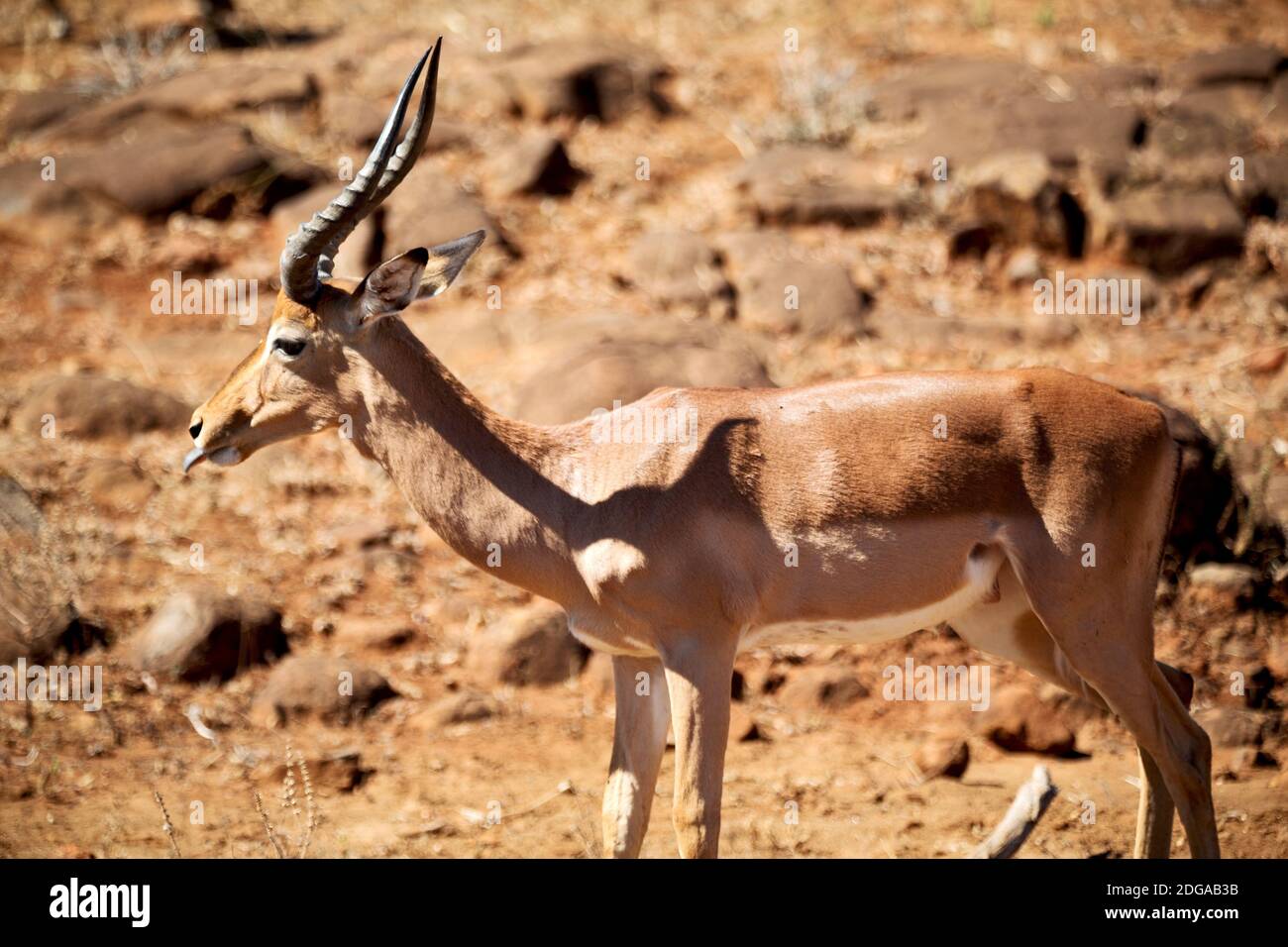 Wild impala in the winter bush Stock Photo - Alamy