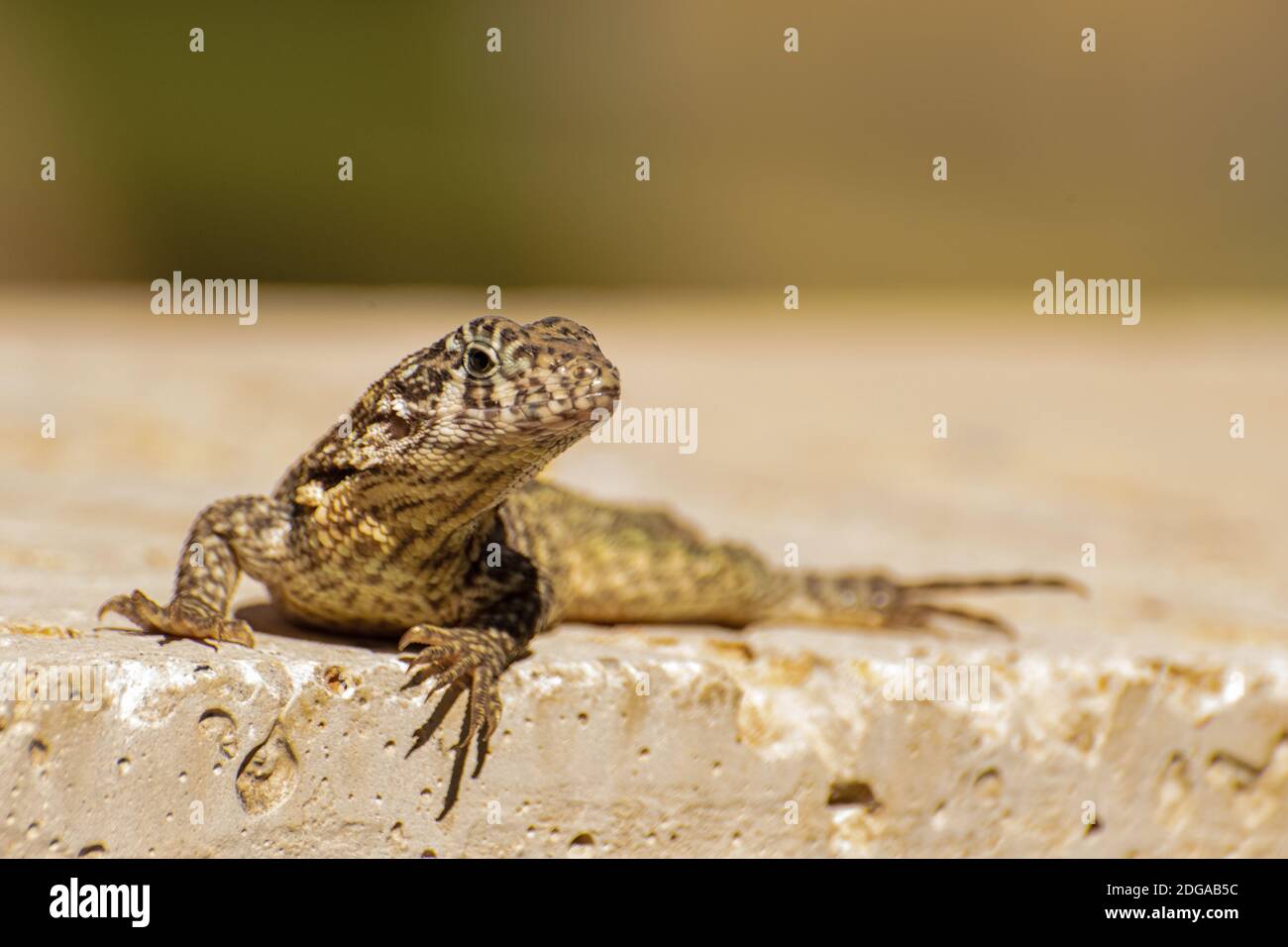 Cuban brown curly-tailed lizard Stock Photo - Alamy
