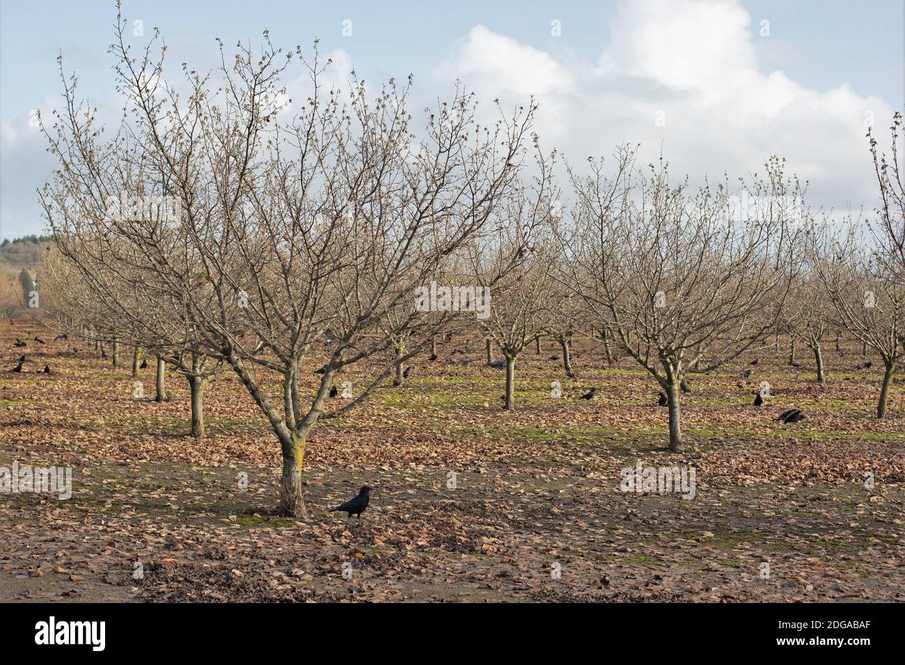 Crows in an orchard Stock Photo - Alamy