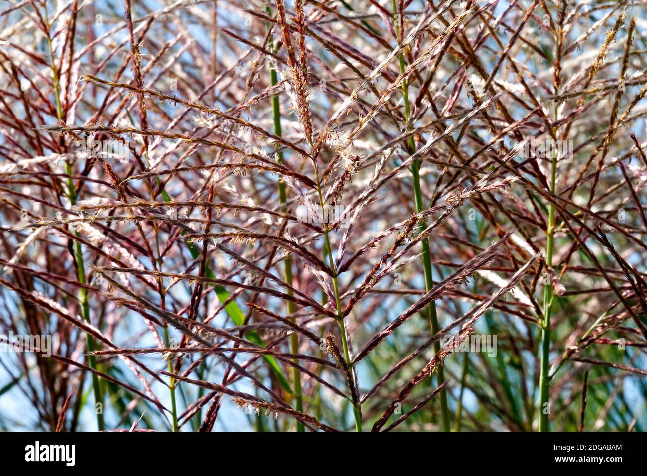 Flame Grass Miscanthus sinensis 'Rotsilber' Stock Photo - Alamy