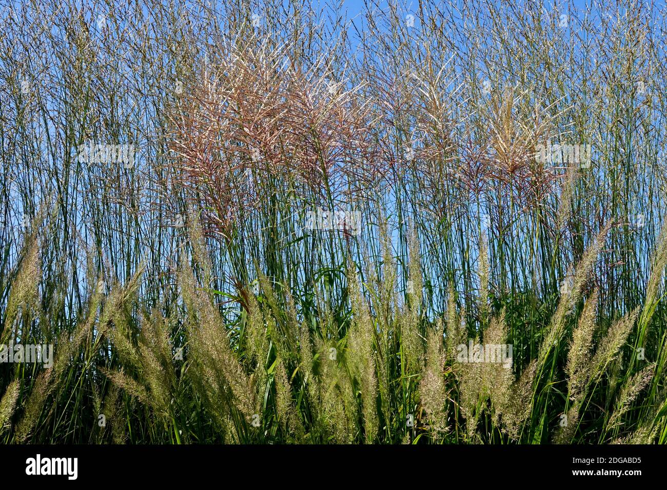 Flame Grass Miscanthus sinensis 'Rotsilber', Pennisetum Stock Photo - Alamy