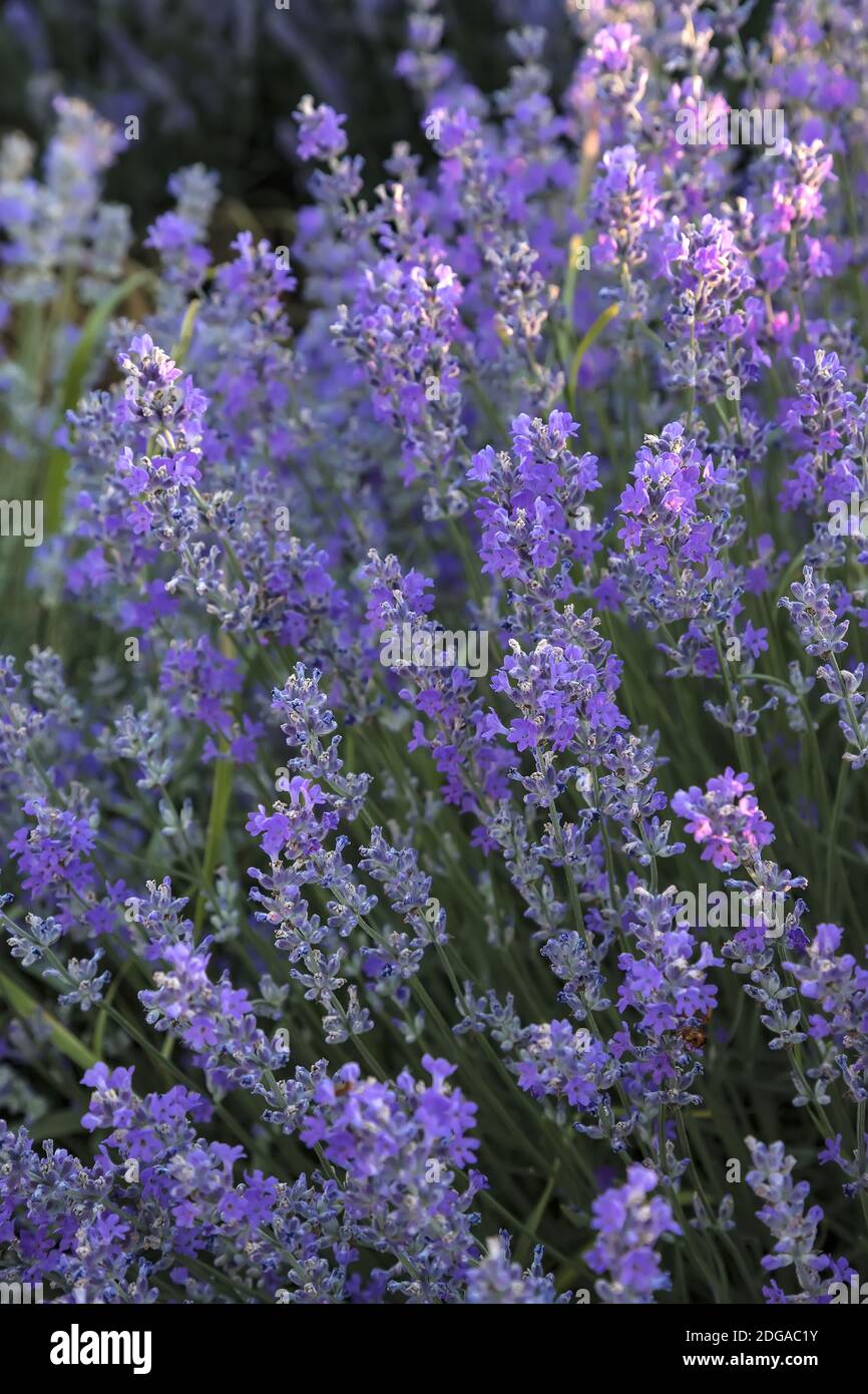Wallpaper is natural a bunch hi-res stock photography and images - Alamy