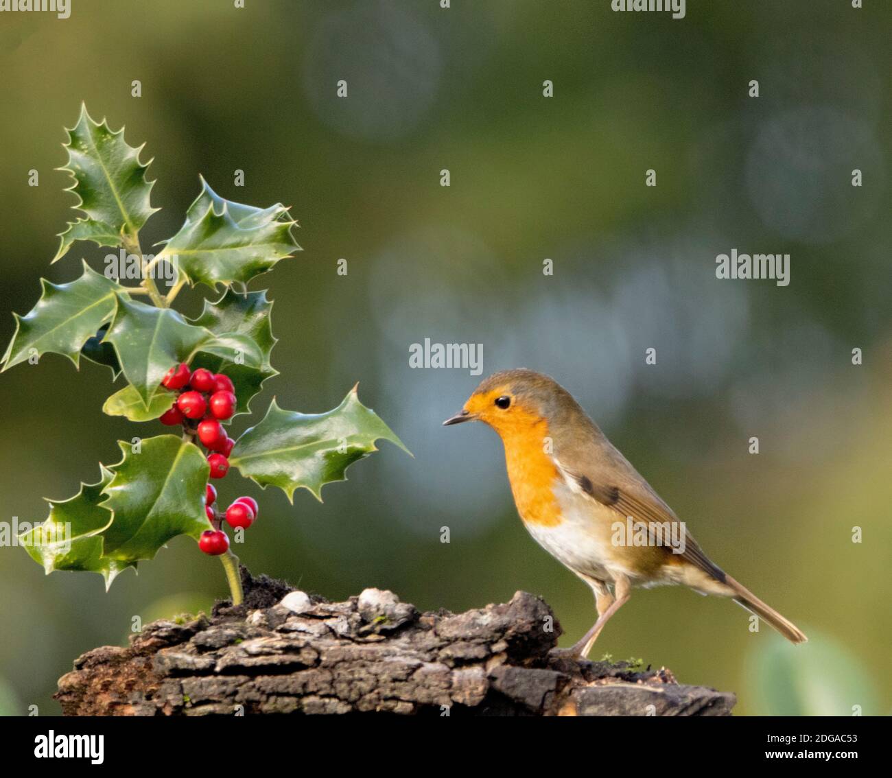 Christmas Robin, European Robon. perched with Holly and Berries Stock ...