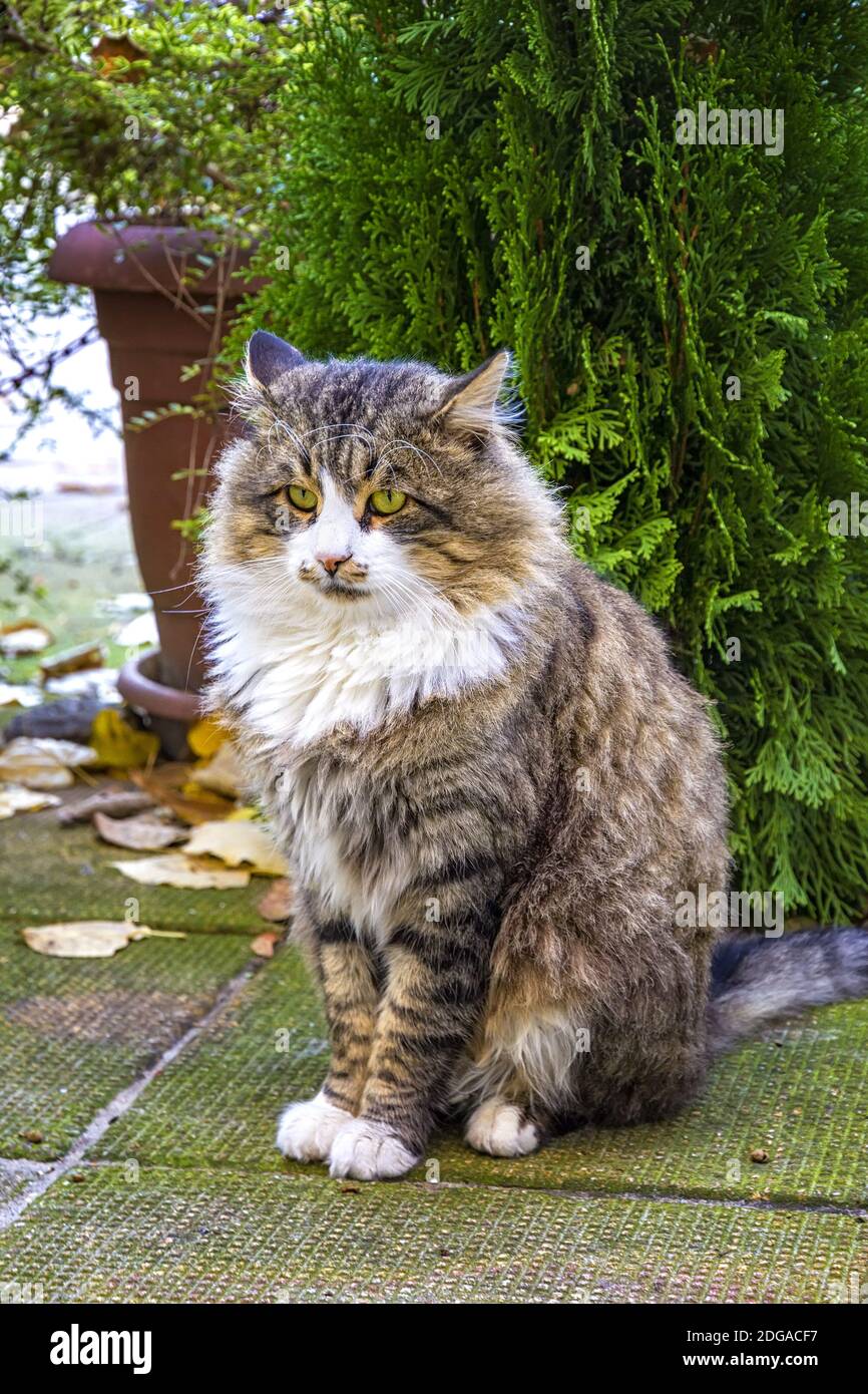 Beautiful fluffy cute wild hi-res stock photography and images - Alamy