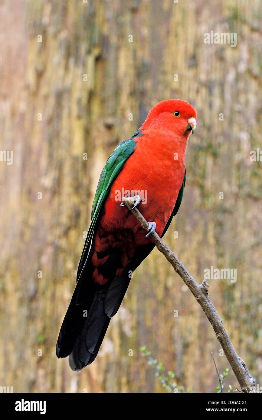 Edelpapagei, (Ecletus roratus), Victoria Australien Stock Photo - Alamy