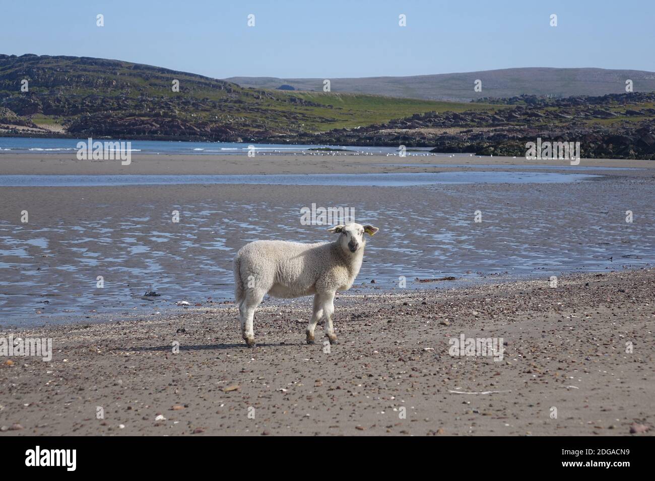 Sheep on the beach Stock Photo - Alamy