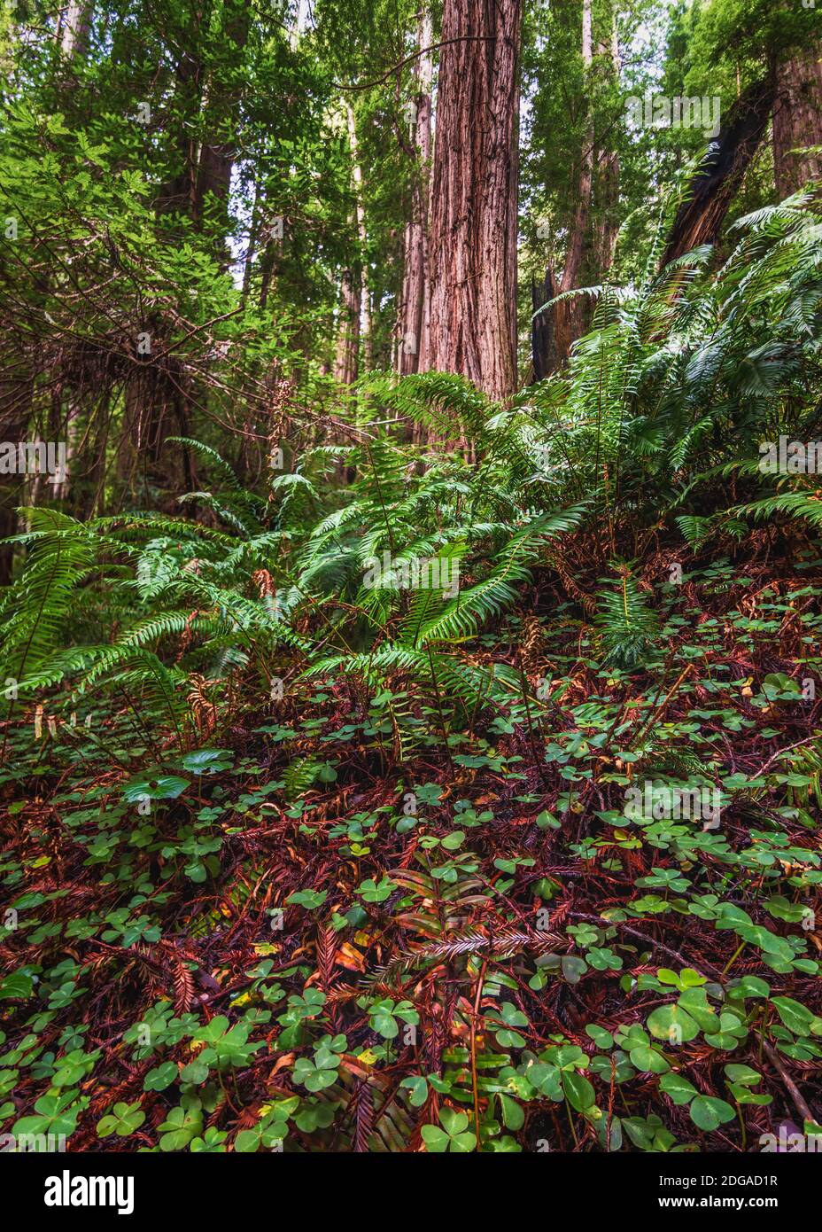 Redwood Forest Landscape in Beautiful Northern California Stock Photo ...