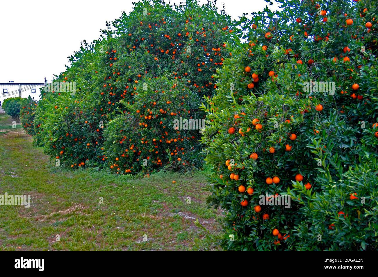 Tree orchard hi-res stock photography and images - Alamy
