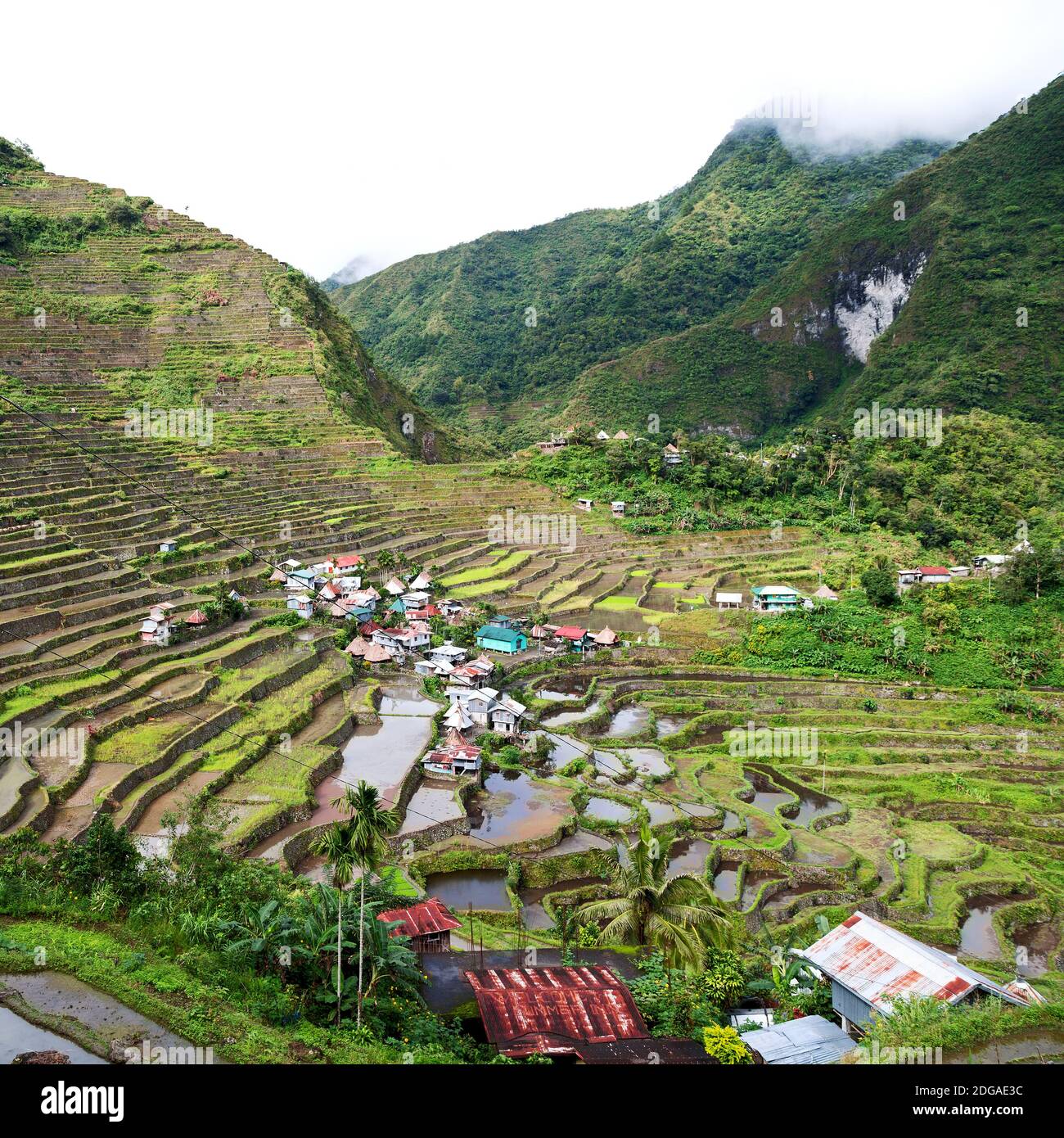 Terrace field for coultivation of rice Stock Photo - Alamy