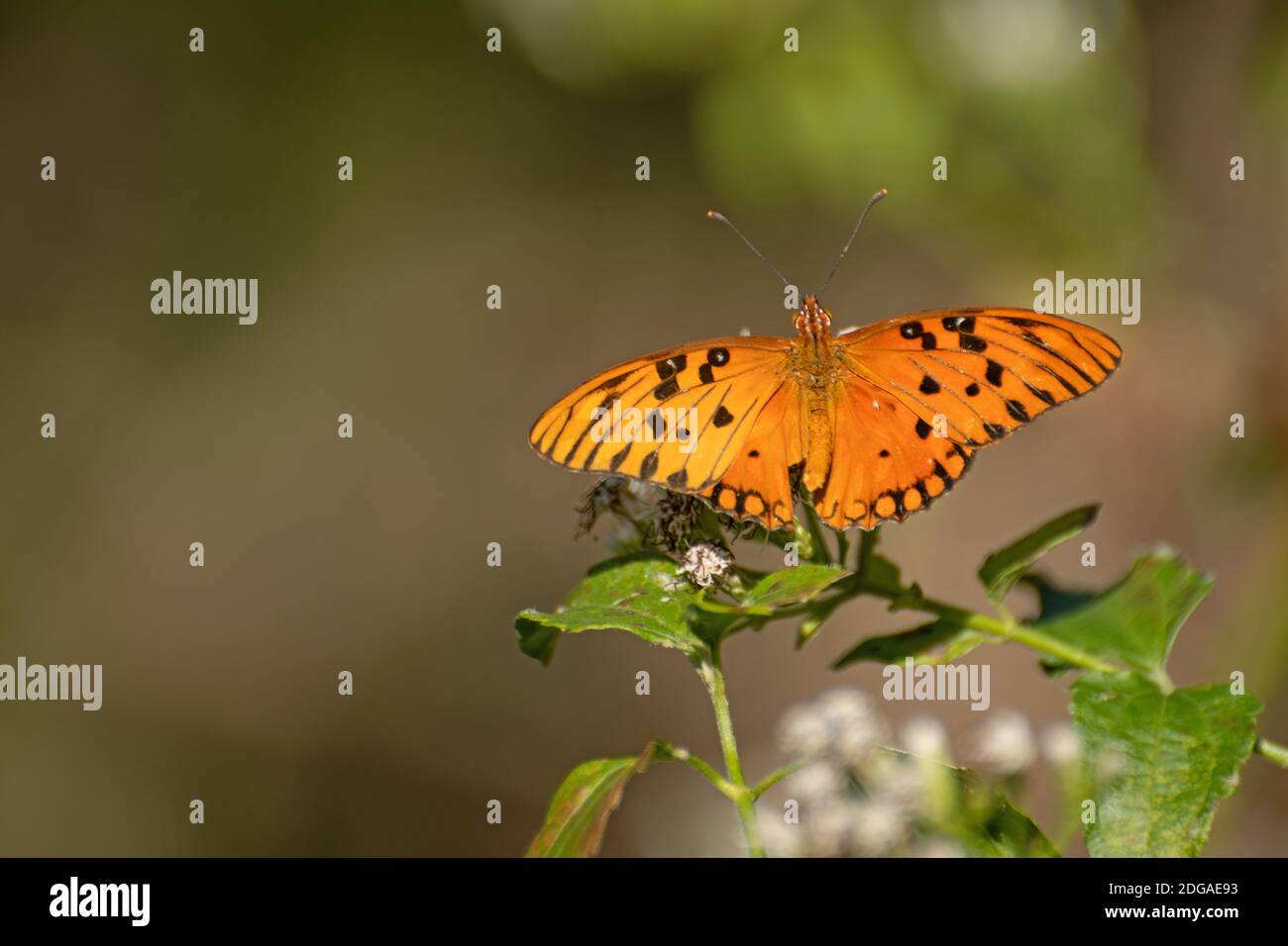 Gulf fritillary hi-res stock photography and images - Alamy