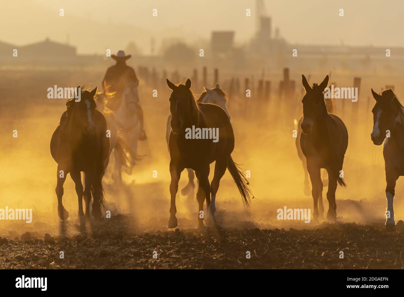 Herd Of Horse Being Corralled By Mexican Horsemen At Sunrise Stock ...