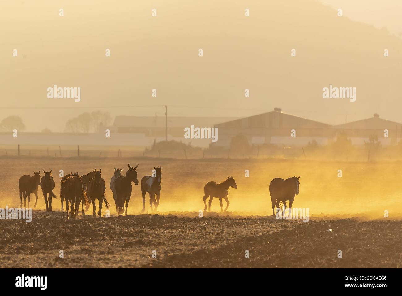 Corralled hi-res stock photography and images - Alamy