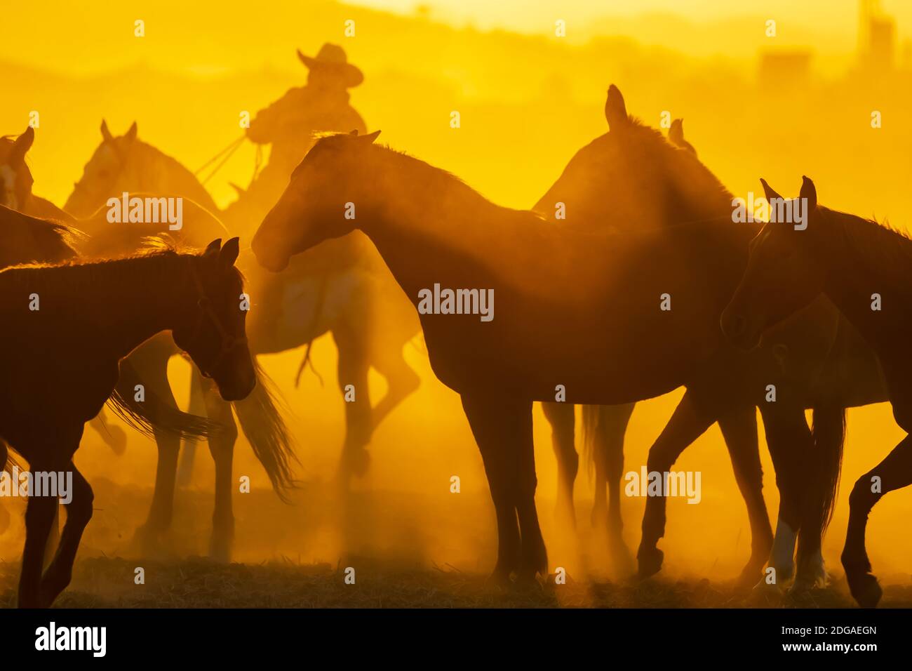 Corralled hi-res stock photography and images - Alamy