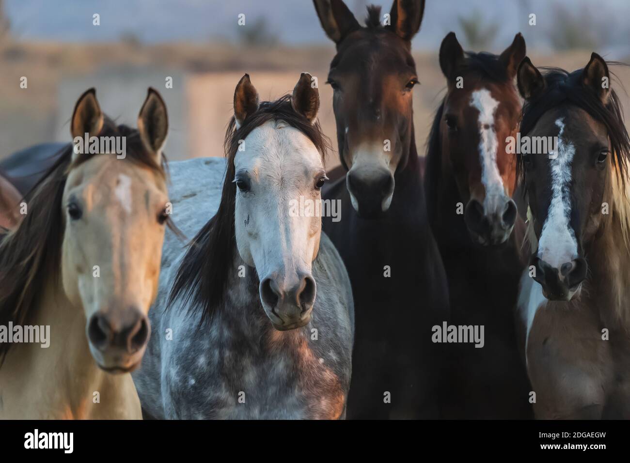 Herd Of Horse Being Corralled By Mexican Horsemen At Sunrise Stock ...