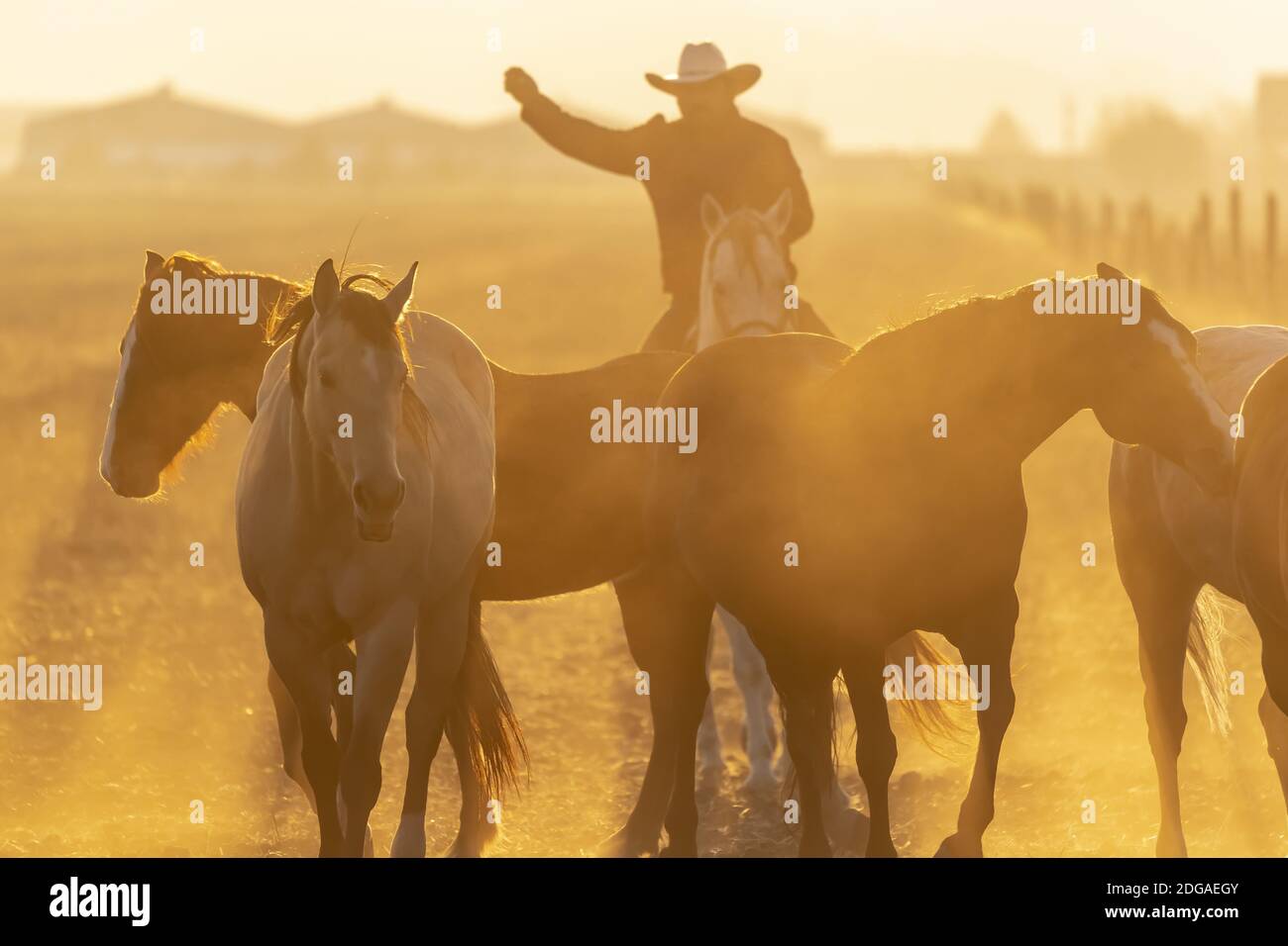Corralled hi-res stock photography and images - Alamy