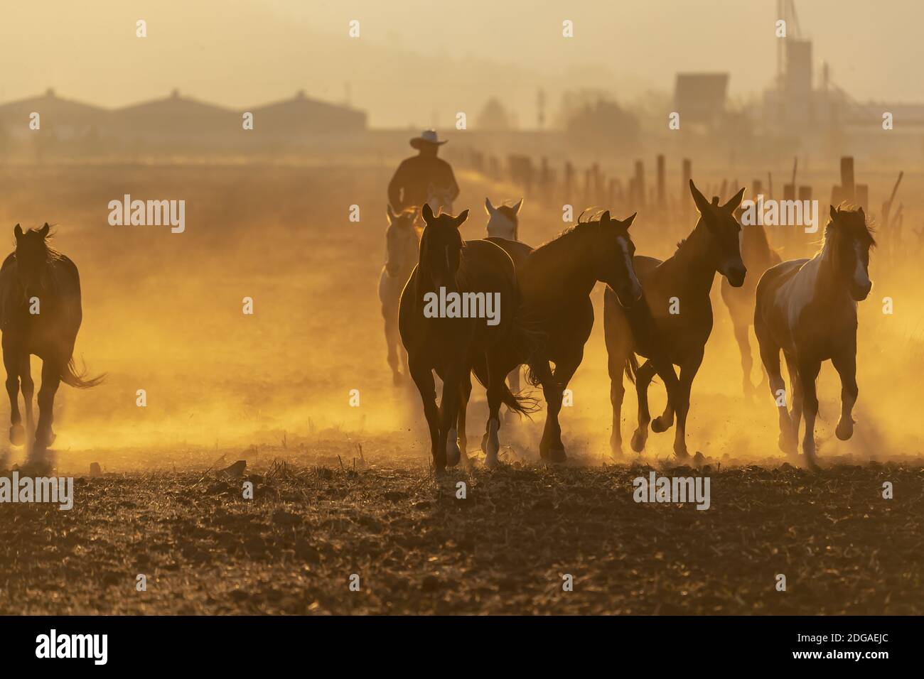 Herd Of Horse Being Corralled By Mexican Horsemen At Sunrise Stock ...