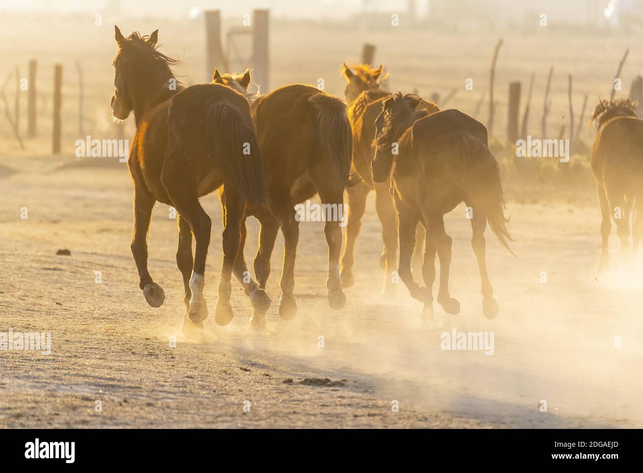 Herd Of Horse Being Corralled By Mexican Horsemen At Sunrise Stock ...