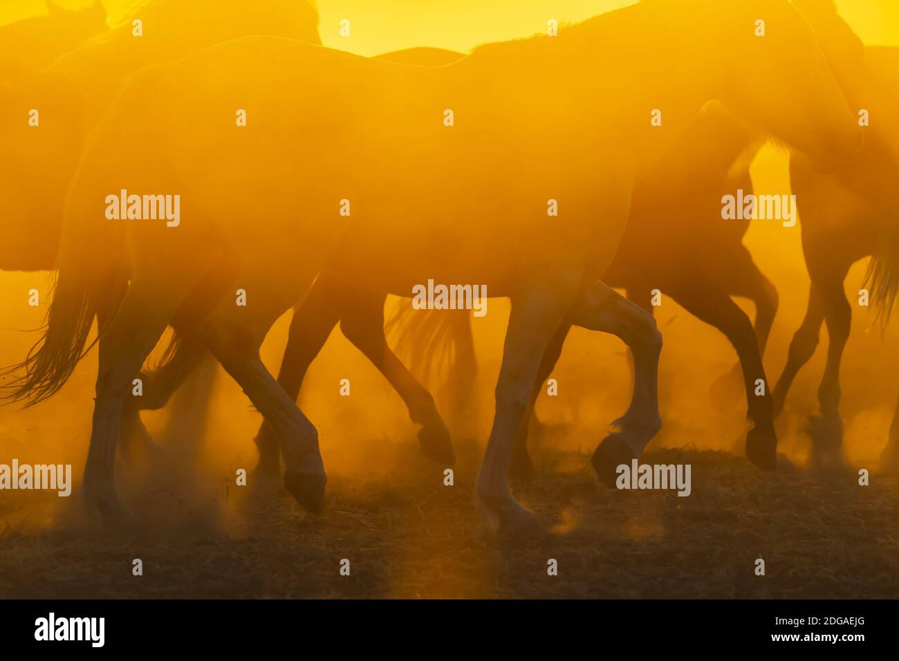 Corralled hi-res stock photography and images - Alamy