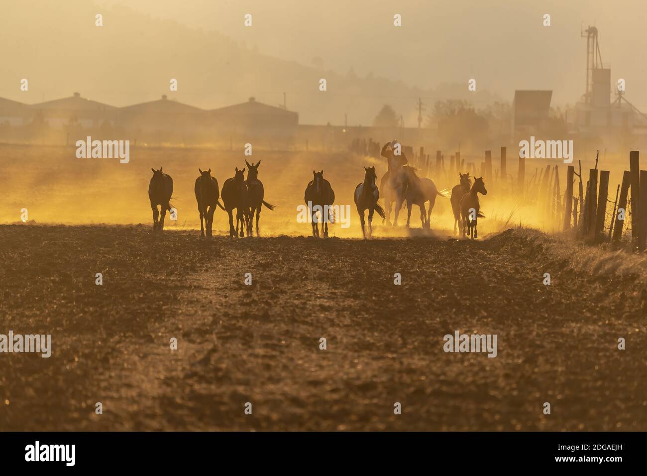 Herd Of Horse Being Corralled By Mexican Horsemen At Sunrise Stock ...