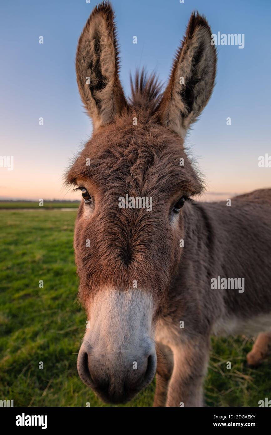 Donkey portrait hi-res stock photography and images - Alamy