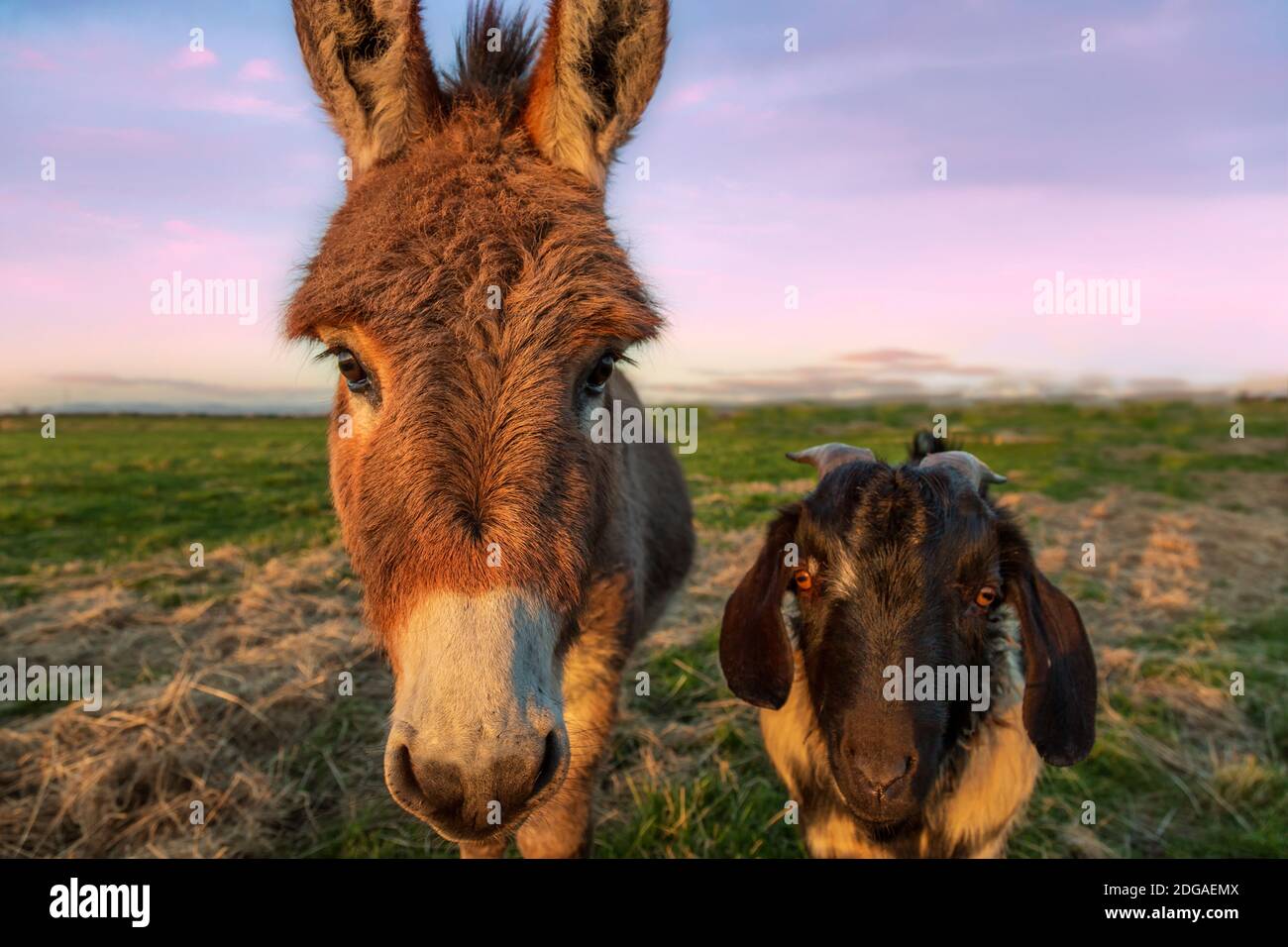 A Color Portrait of a Donkey and Goat at Sunset, California, USA Stock ...