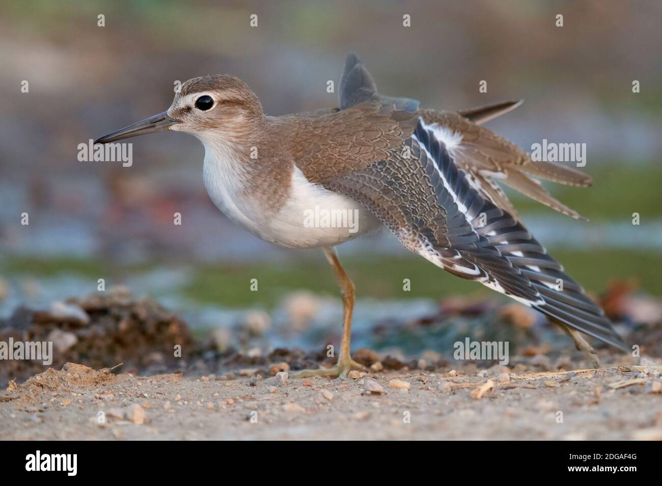 Juvenile Common Sandpiper