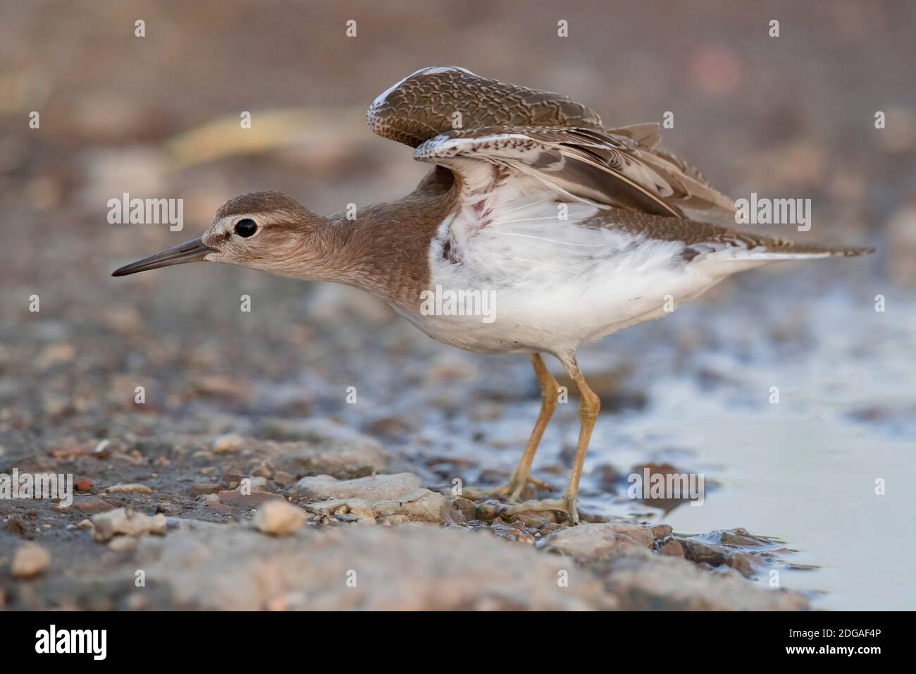 Common Sandpiper (Actitis hypoleucos), side view of a juvenile ...