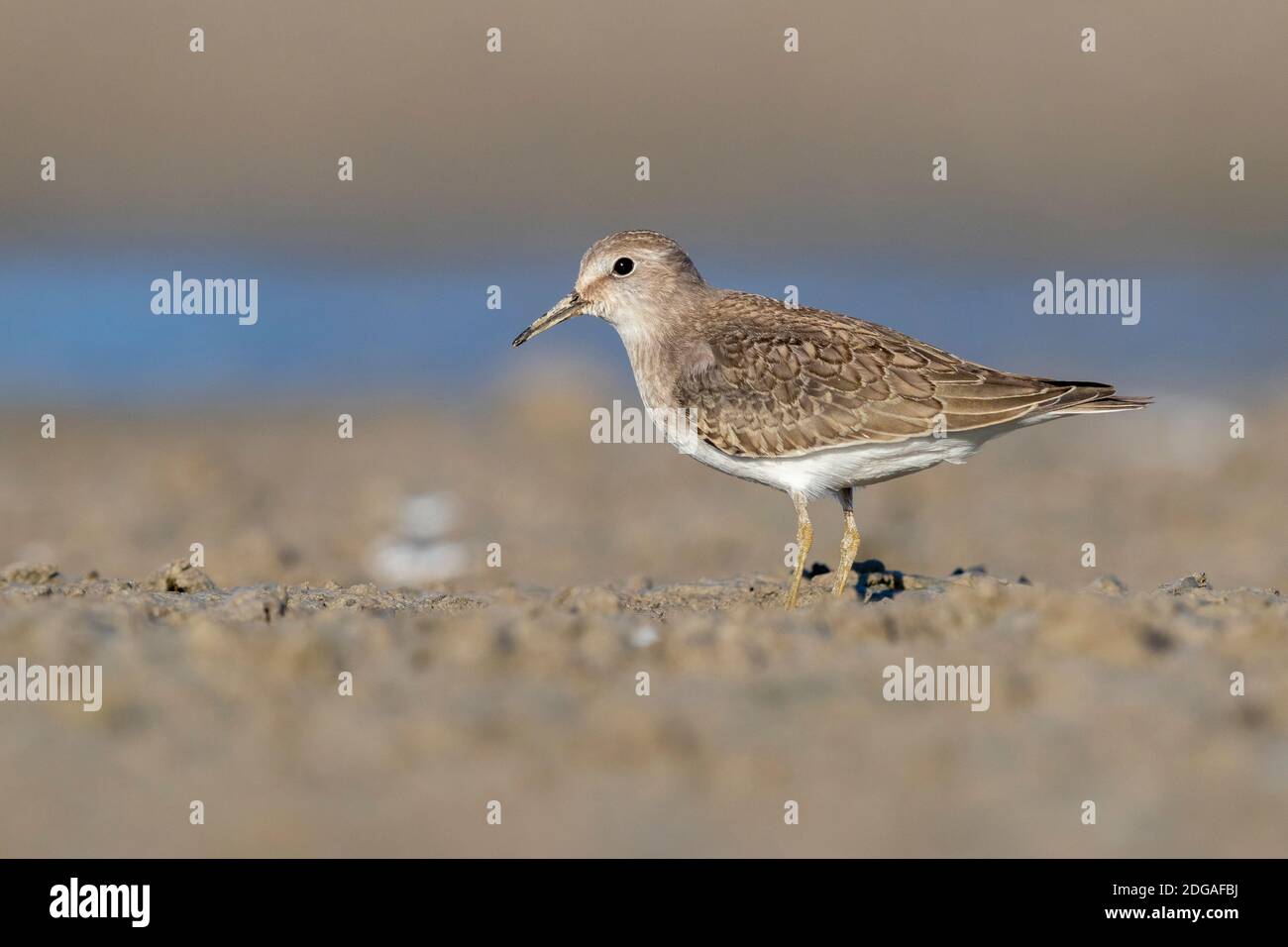 Juvenile temminck’s stint hi-res stock photography and images - Alamy