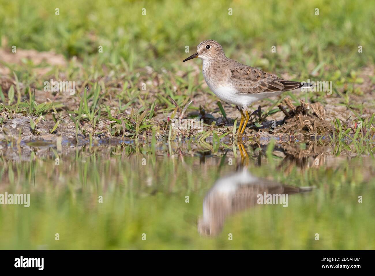 Temminckii hi-res stock photography and images - Alamy