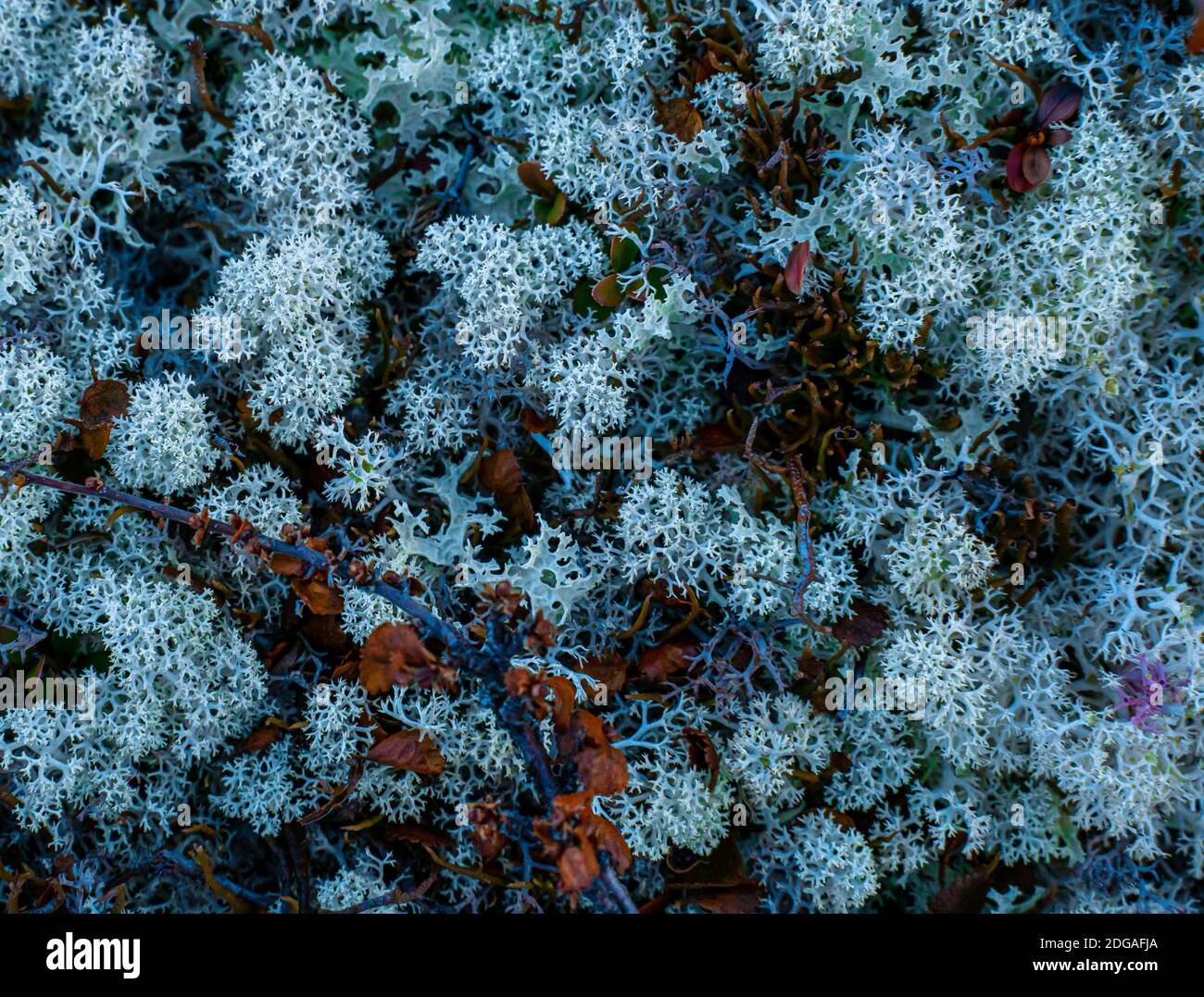 Arctic reindeer lichen growing in the highlands. Close up Stock Photo ...