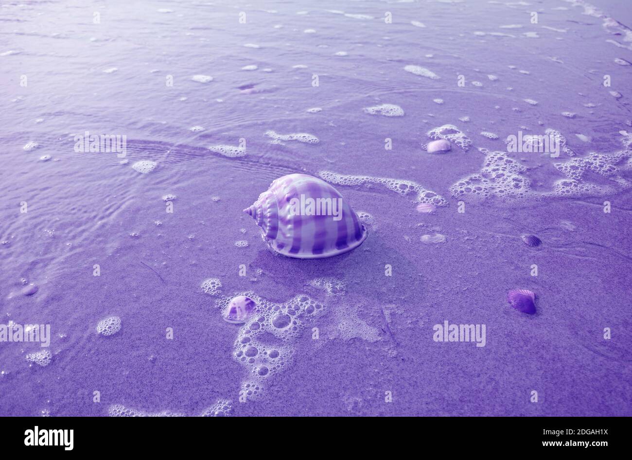 Pop Art Style Purple Colored Scotch Bonnet Sea Shell Isolated on Wet ...