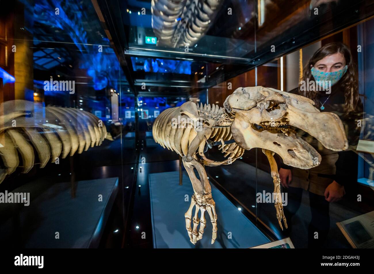 Harry potter skeleton hi-res stock photography and images - Alamy