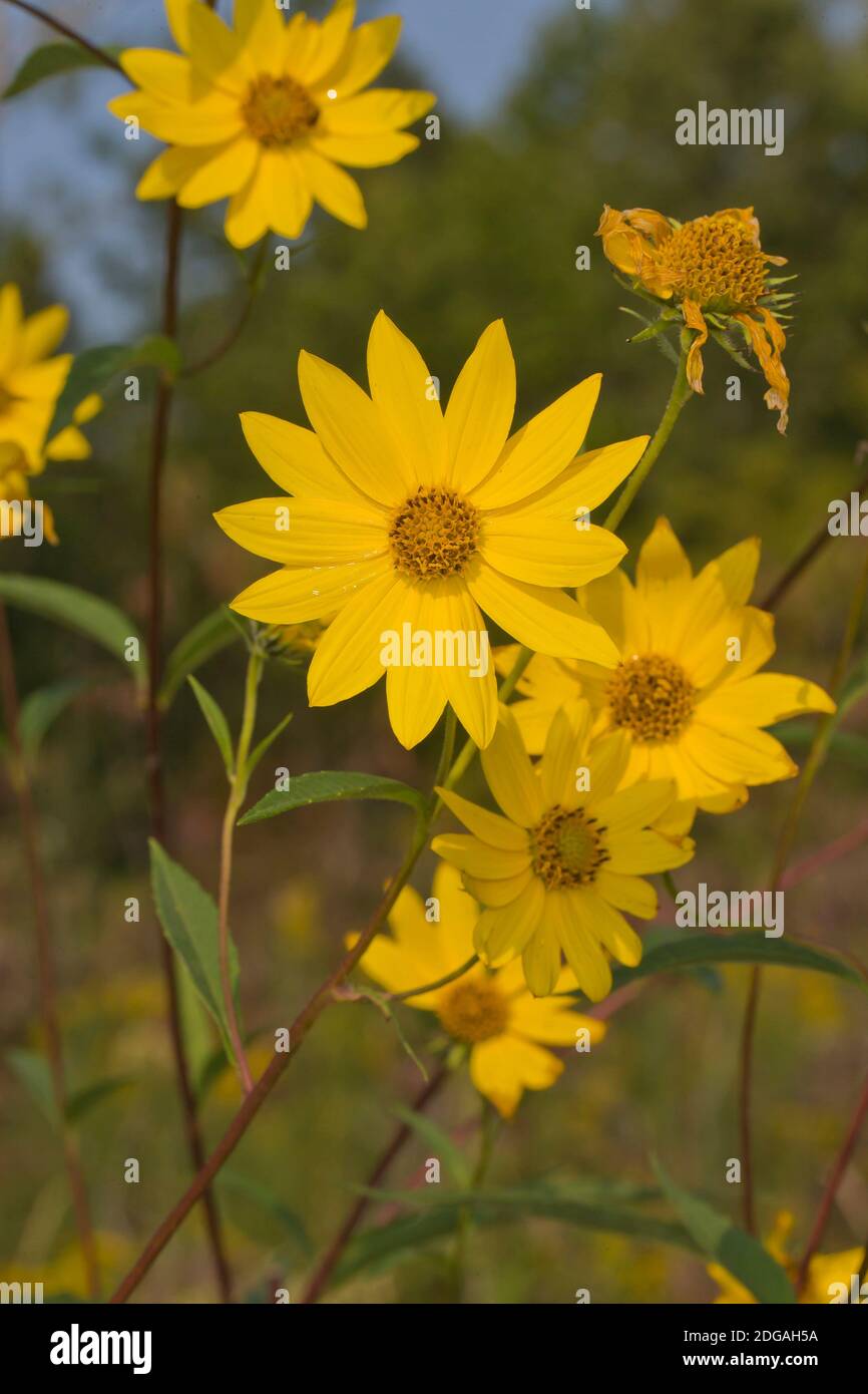 Giant Sunflower Helianthus Giganteus High Resolution Stock Photography ...