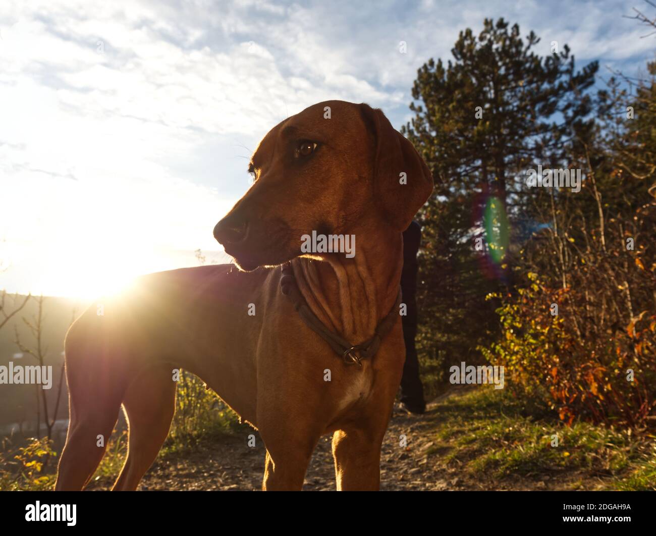 Dog Breed rhodesian ridgeback portrait in nature Jena Stock Photo - Alamy