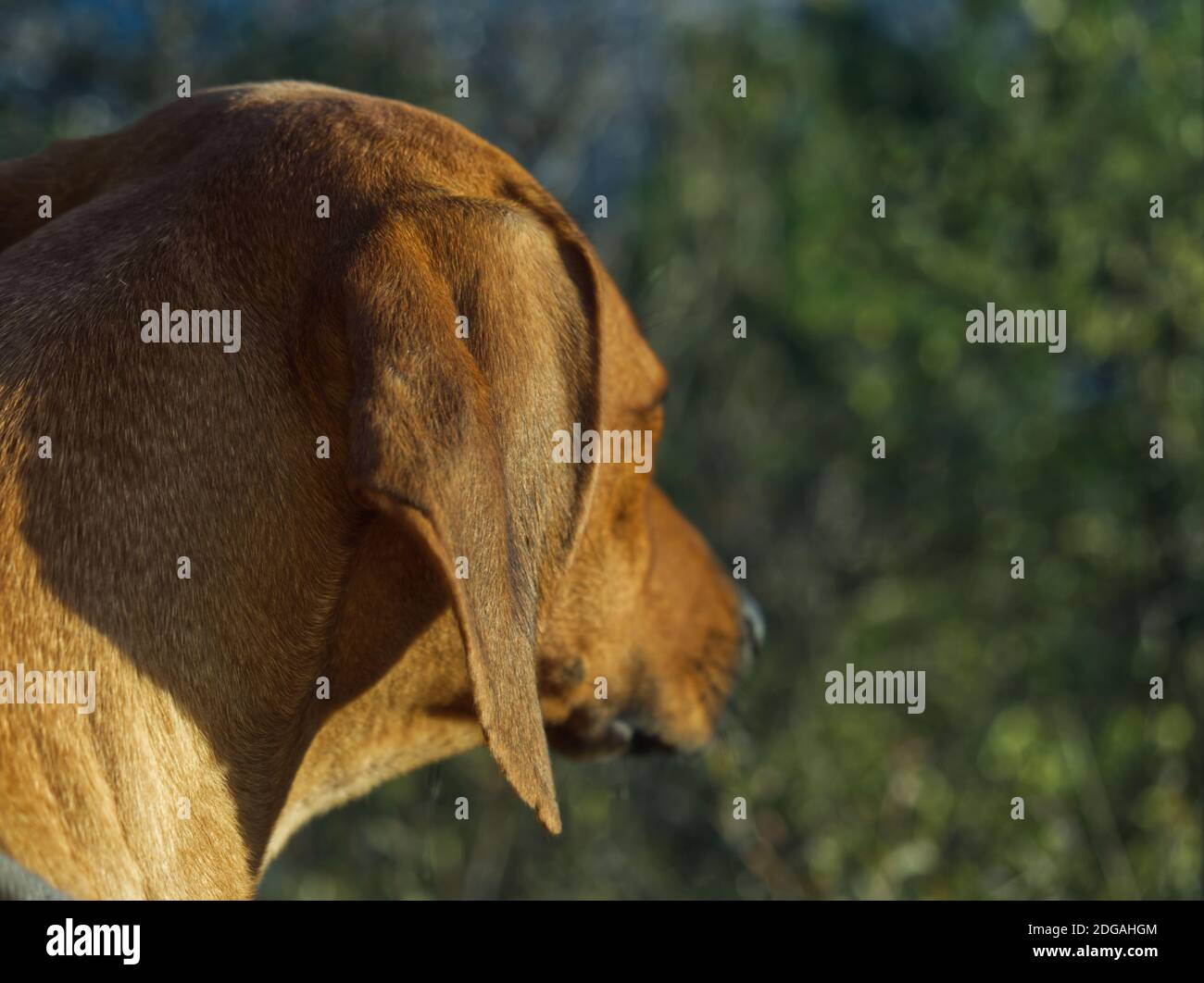 Dog Breed rhodesian ridgeback portrait in nature Jena Stock Photo - Alamy
