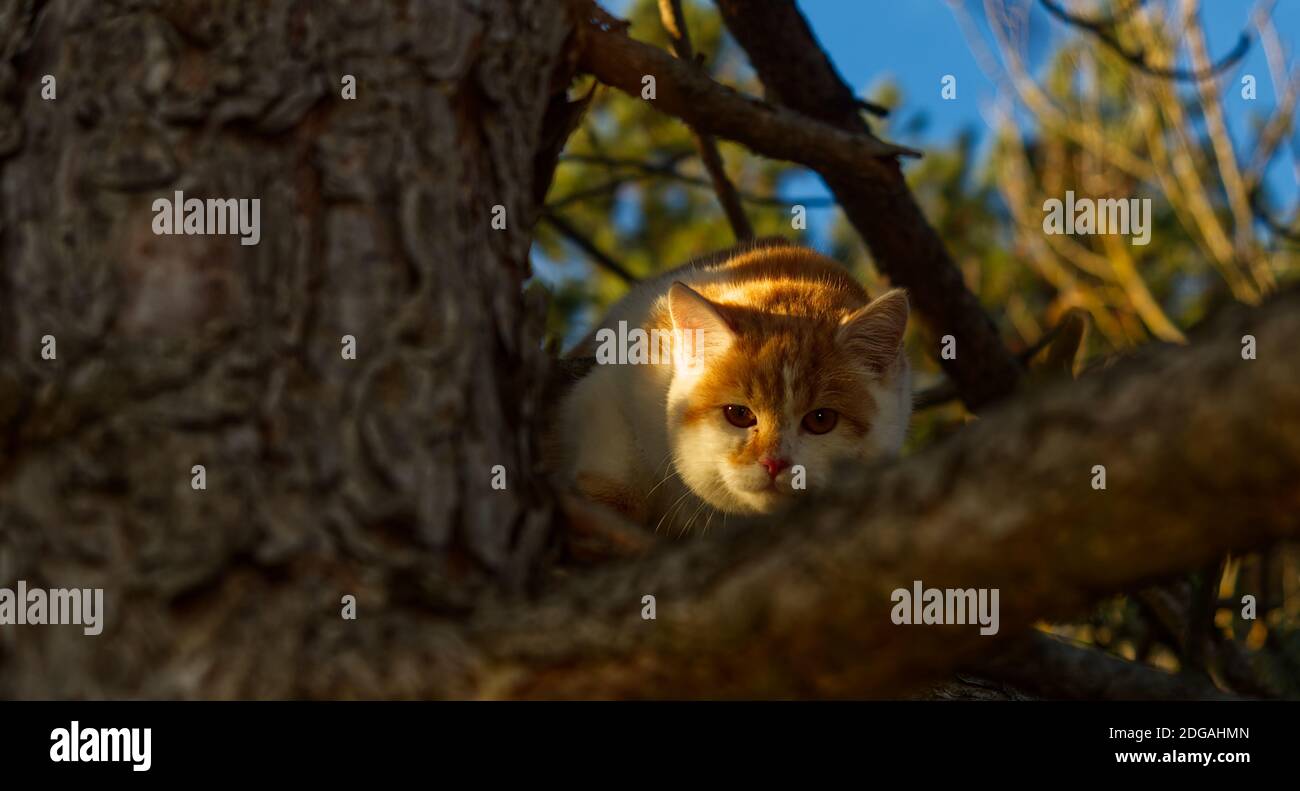 A cat watching me sitting on a tree while sunset in nature Stock Photo ...
