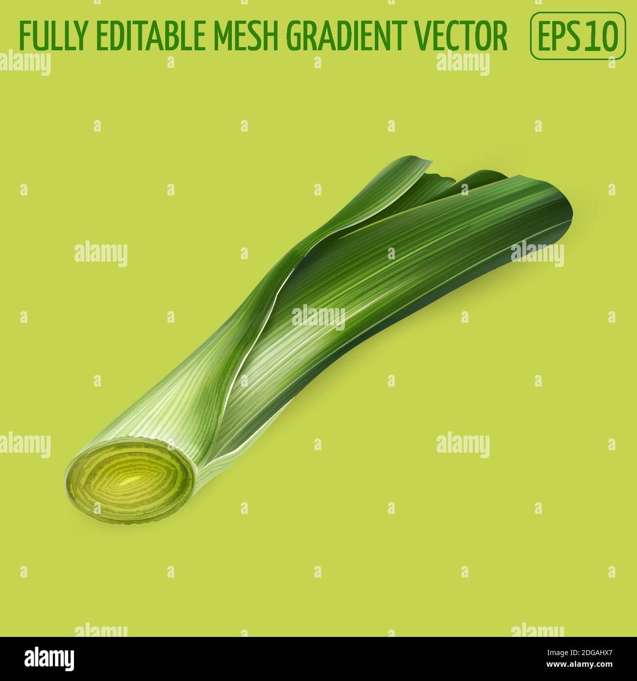 Raw ripe green leek Stock Vector Images - Alamy