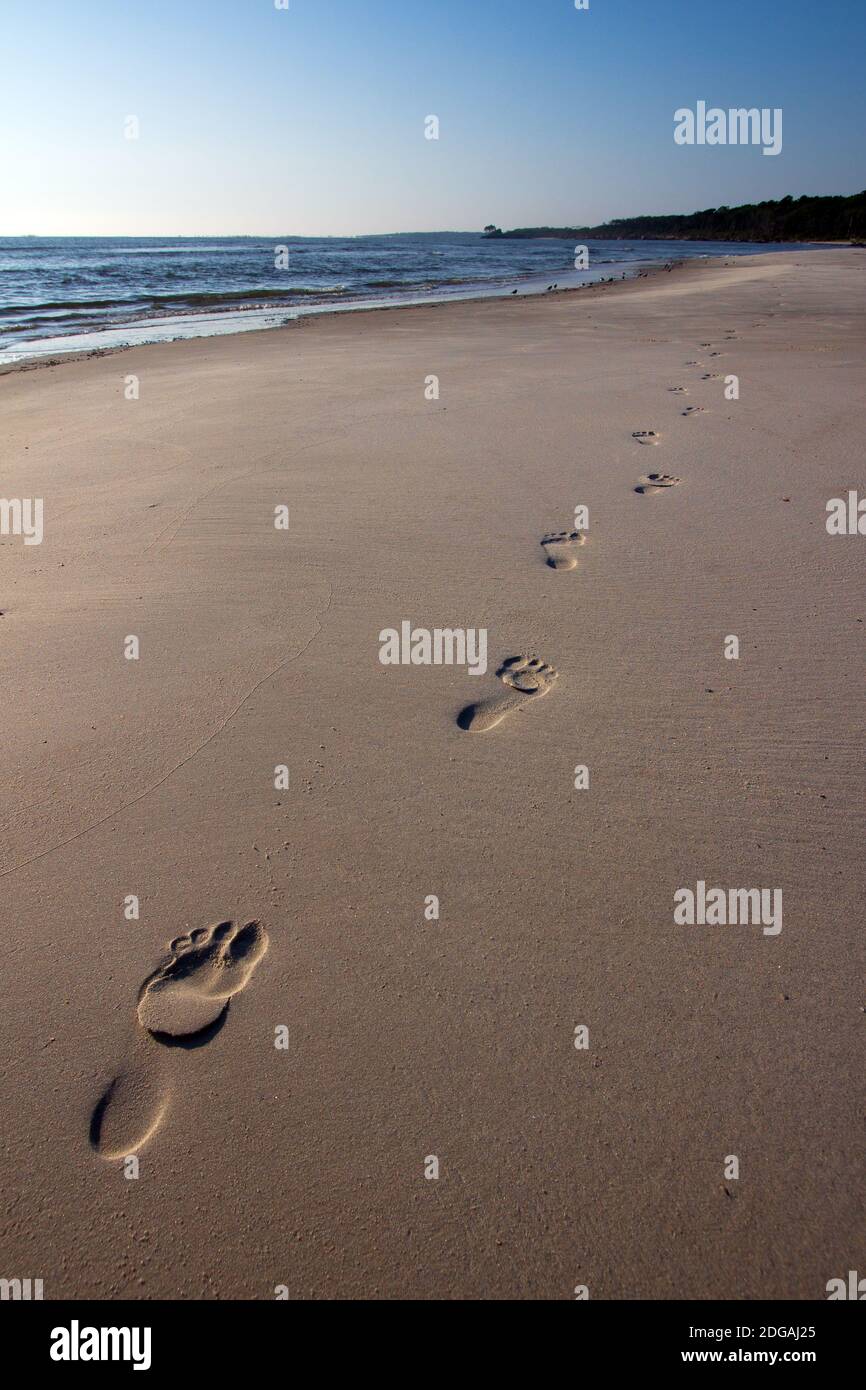 Footprints in Beach Sand Stock Photo - Alamy