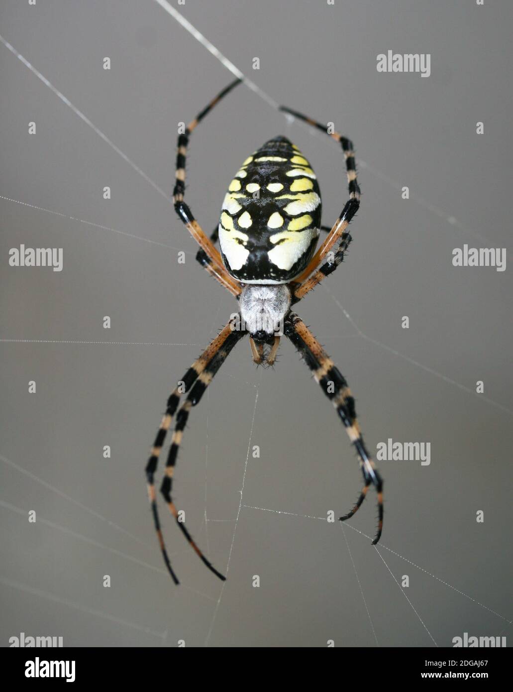 Gold Silk Orb-weaver Stock Photo - Alamy