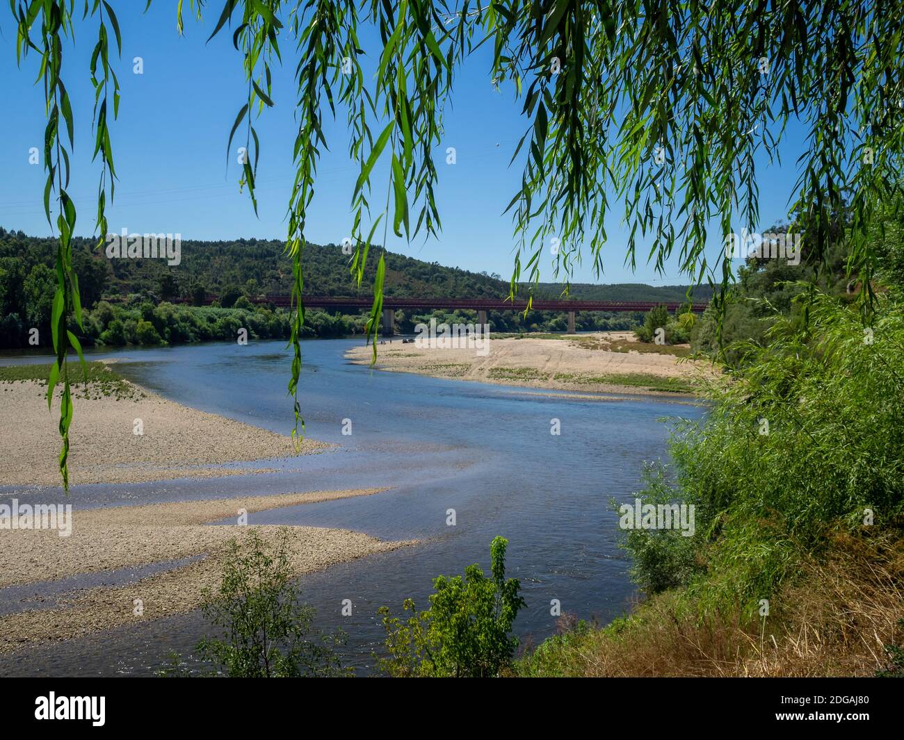 Sallow tree hi-res stock photography and images - Alamy